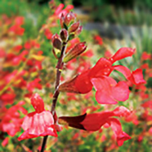 autumn sage | UC Davis Arboretum and Public Garden